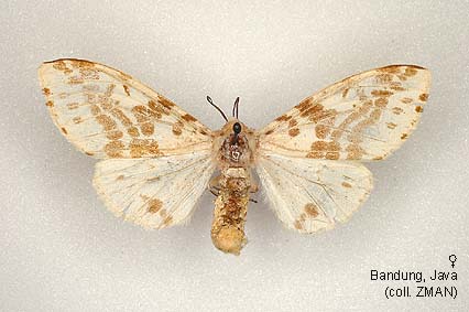 Papua Insects Foundation (Lepidoptera/Erebidae/Arctiinae/Lemyra ...